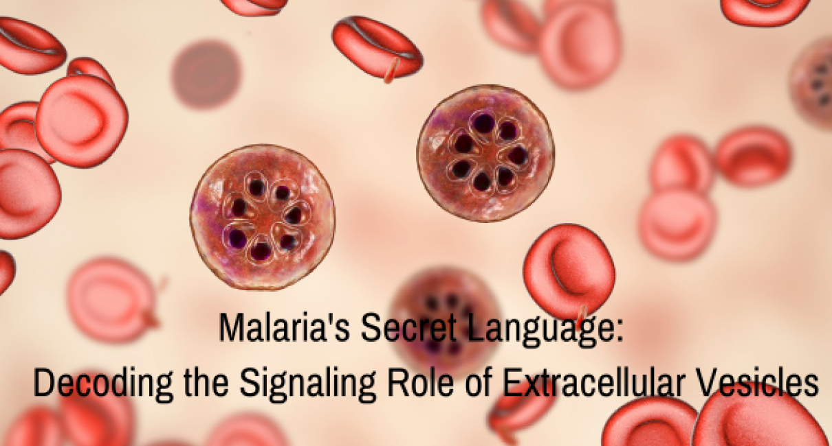Malaria's Secret Language: Decoding the Signaling Role of Extracellular ...